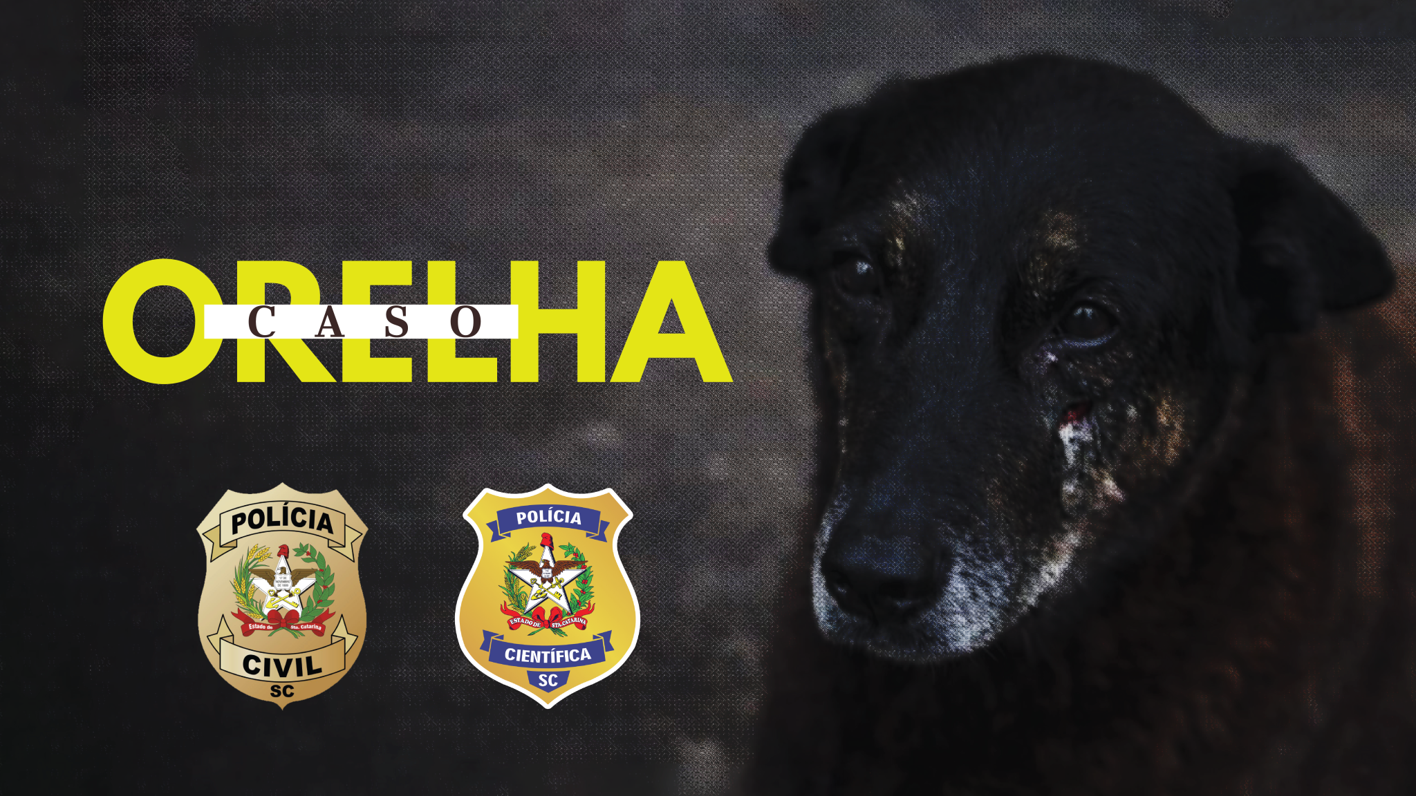 Caso Cão Orelha: MP afasta agressão de adolescentes e aponta doença ...